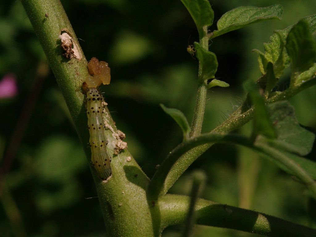 Tomato bore worm