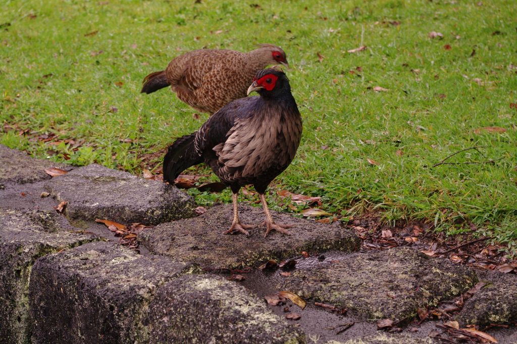 Hawaiian pheasants