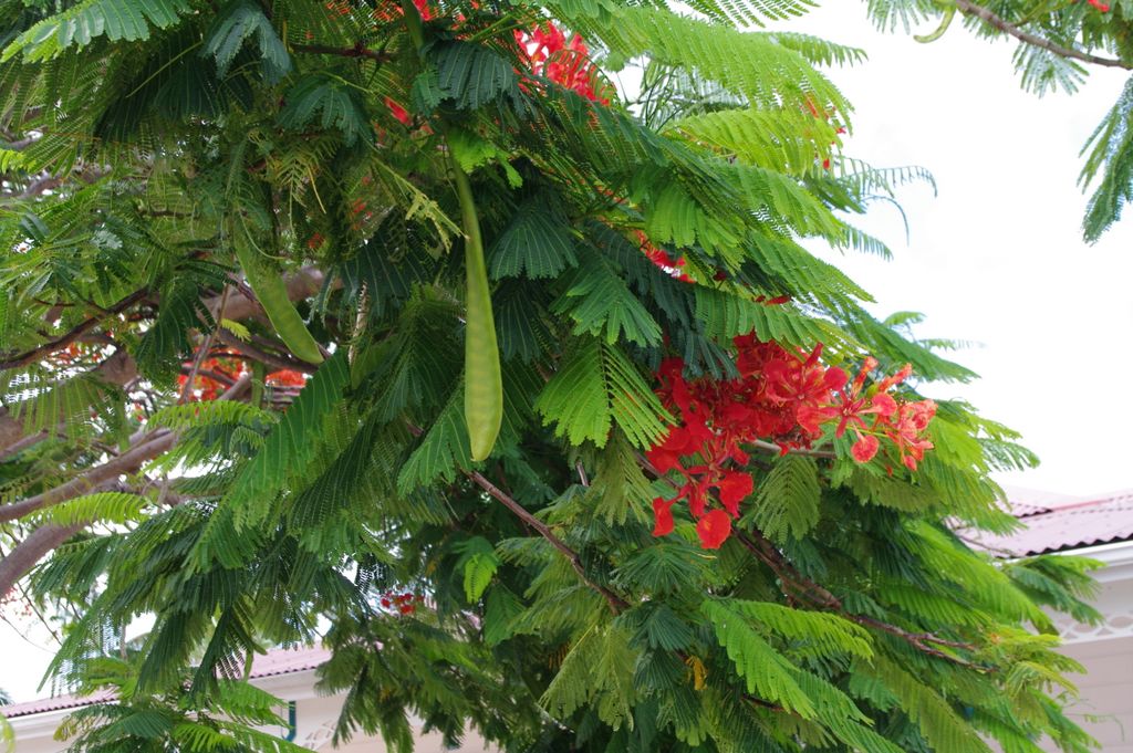 Flame tree at the Marigot market